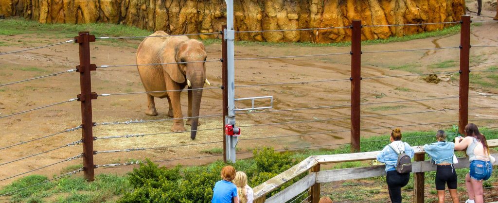 Visit Zoo Atlanta - Get Zoo Info, Insider Tips & Ticket Discounts ...