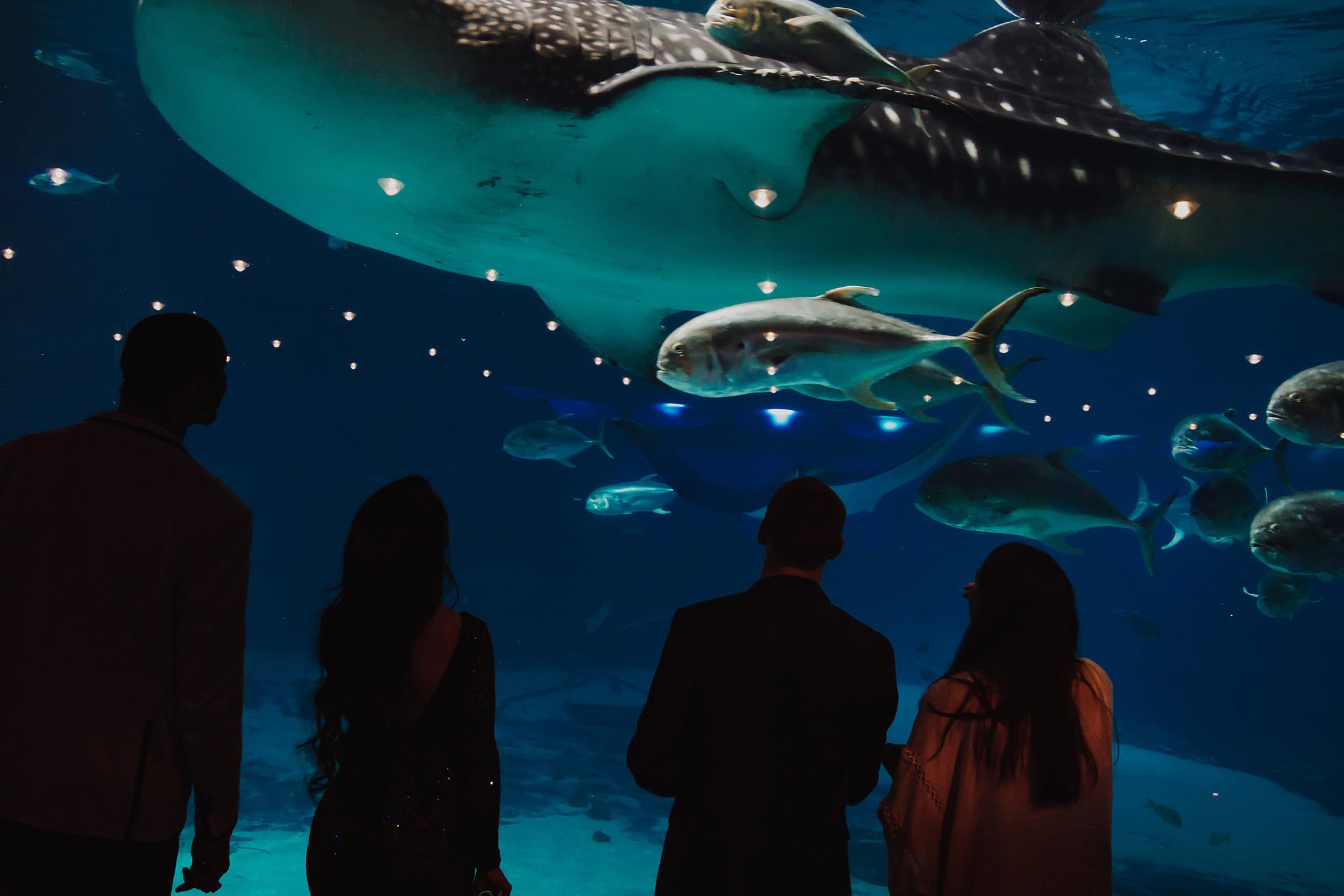 Creature-Craving Attractions in Atlanta | Discover Atlanta